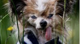 Latest News on Dog: Get Dog News Updates along with Photos, Videos and ...