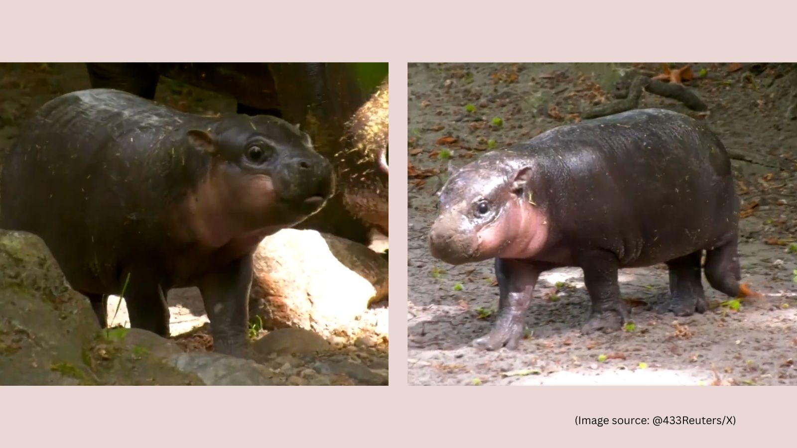 Meet Brötchen: Berlin Zoo’s hippo calf named after ‘bread roll’ goes ...