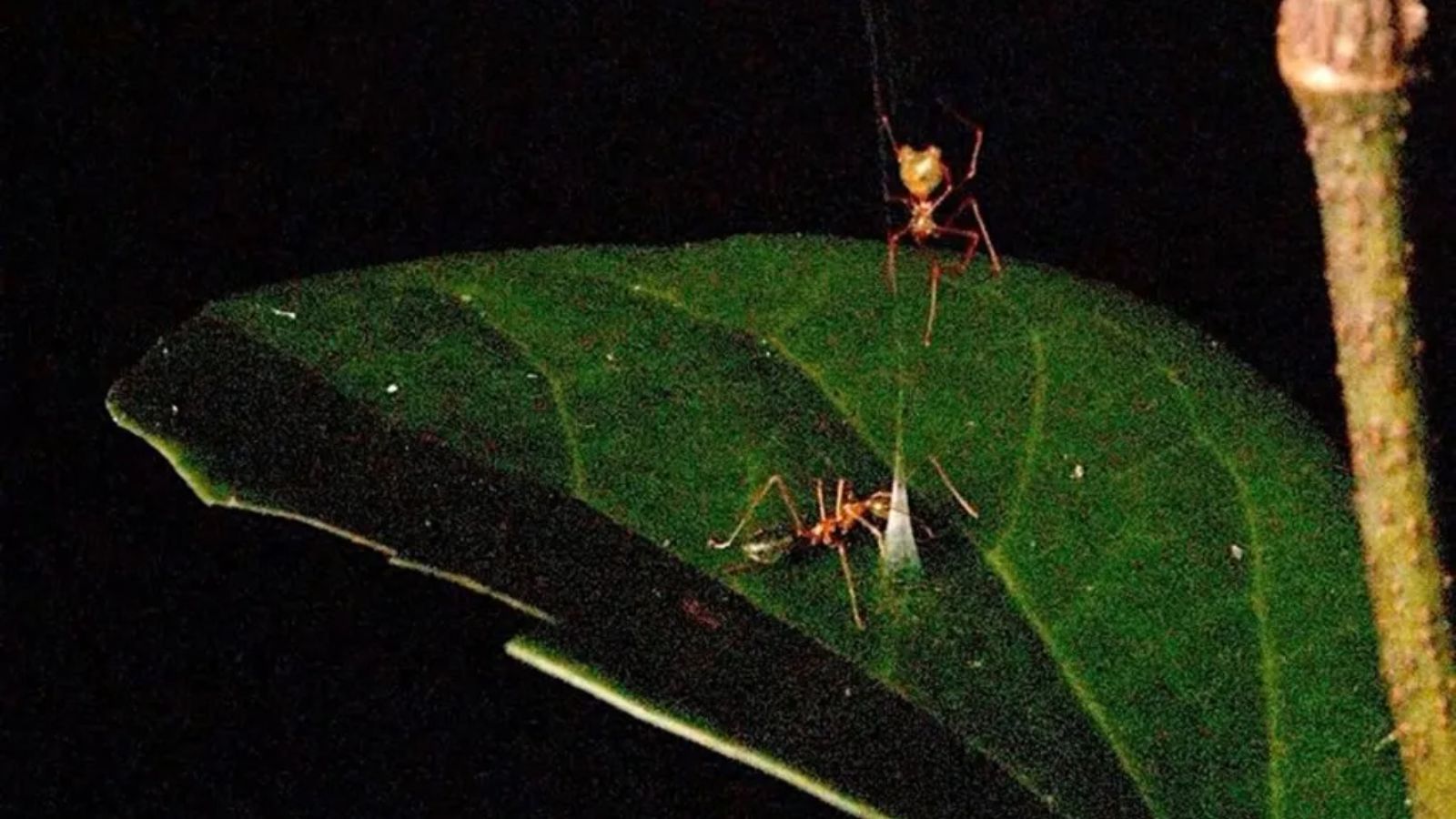Why This Newly Discovered Spider Catapults Its Prey Into the Air