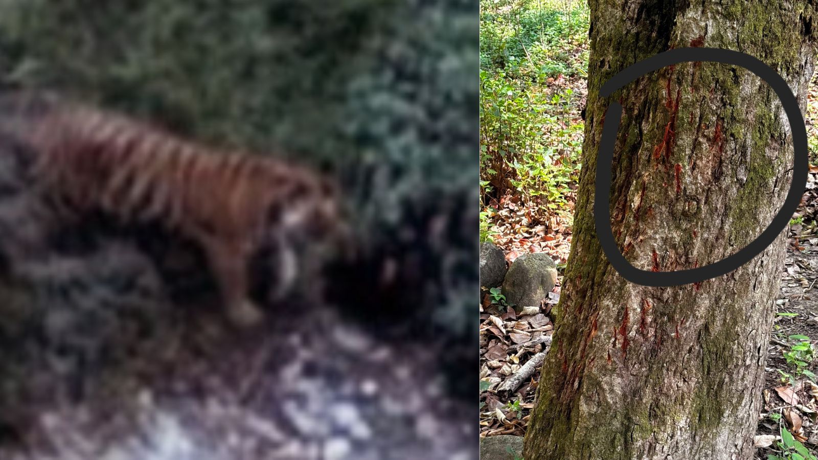 Royal Bengal Tiger spotted in Himachal forest, may be missing big cat ...