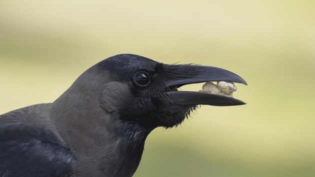 Remarkable crow species from around the world | Lifestyle Gallery News ...