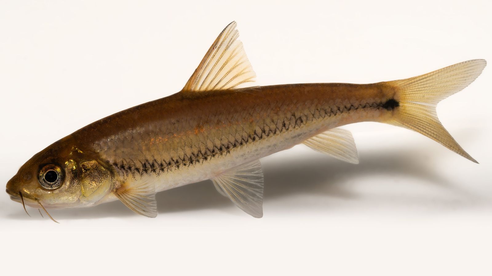 Hiding in plain sight: New fish species found in Kerala after years of ...