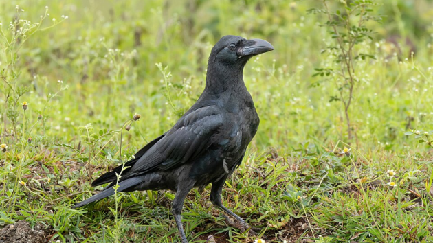Remarkable crow species from around the world | Lifestyle Gallery News ...