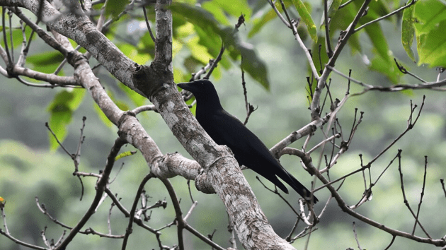 Remarkable crow species from around the world | Lifestyle Gallery News ...