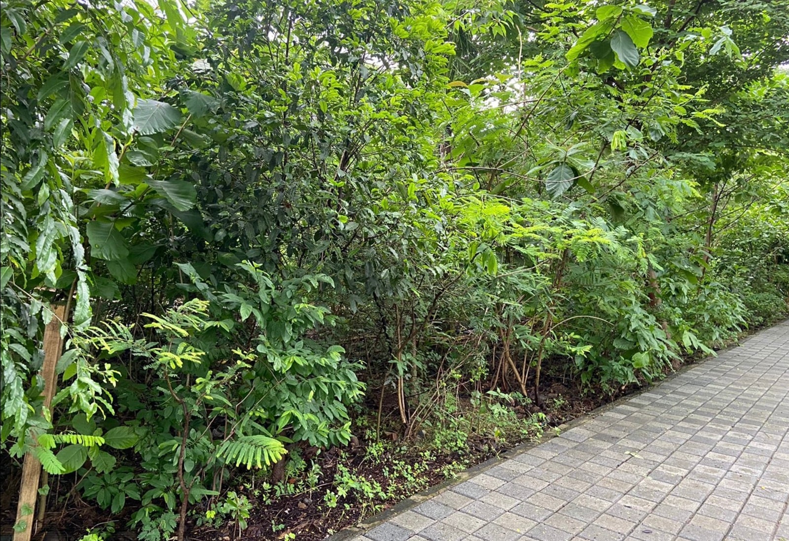 Citizens plant, the city cuts: Mumbai’s growing battle over green space ...