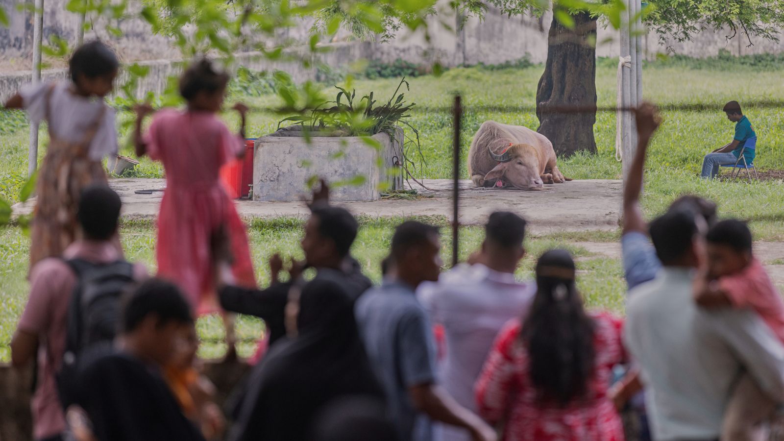 Saved from sacrifice, ‘Donald Trump’ the buffalo becomes star ...