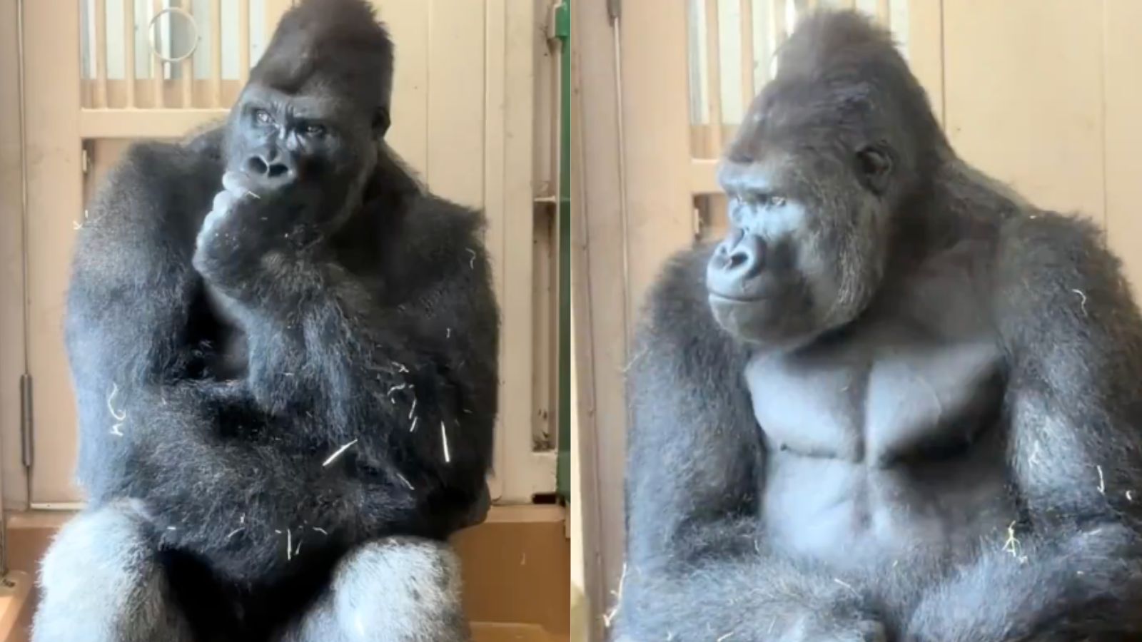 Japan Zoo Gorilla Kiyomasa Goes Viral For 'Thinker' Pose