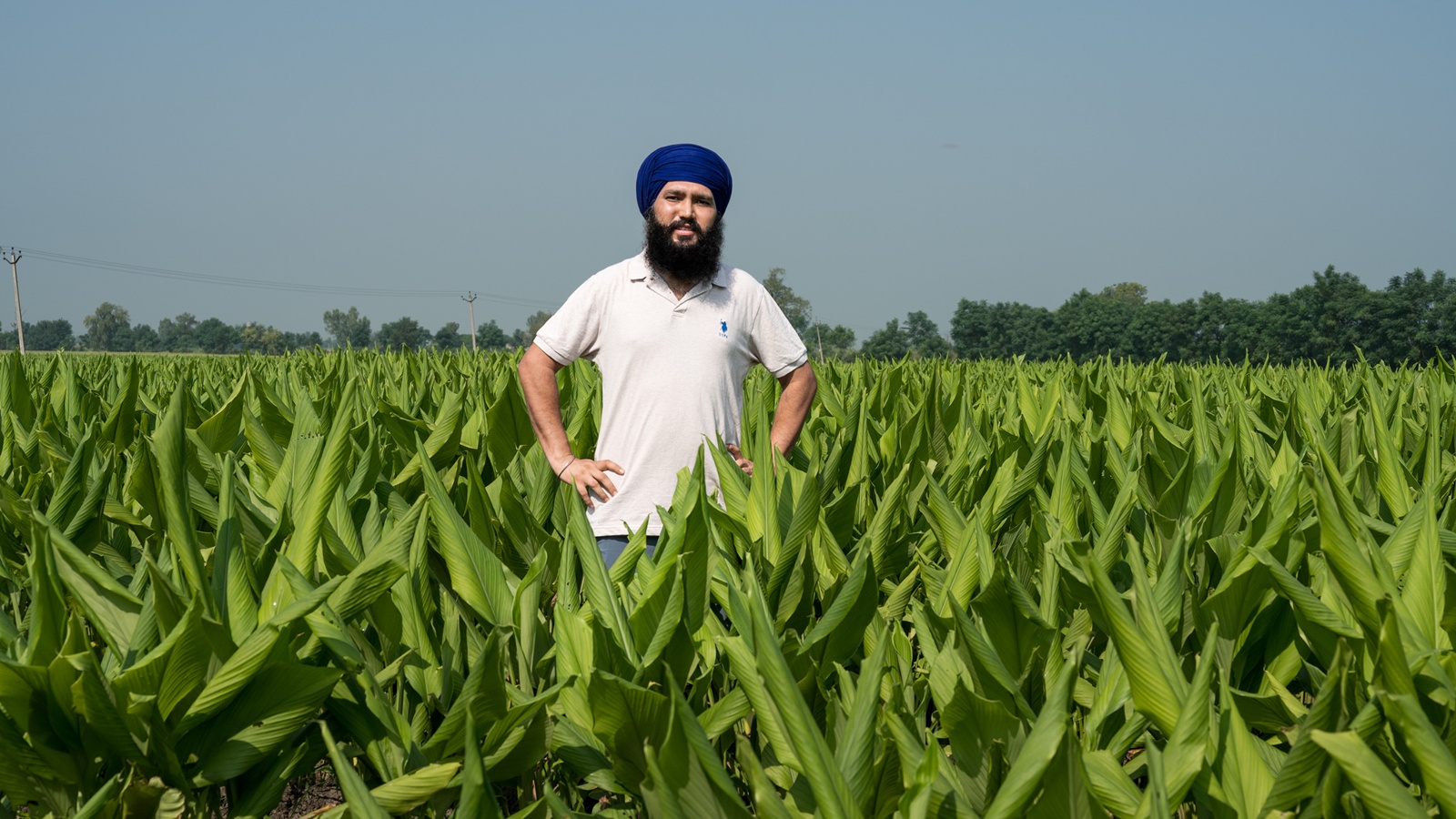 A golden harvest & bumper sales: How a man tripled his income from Rs ...