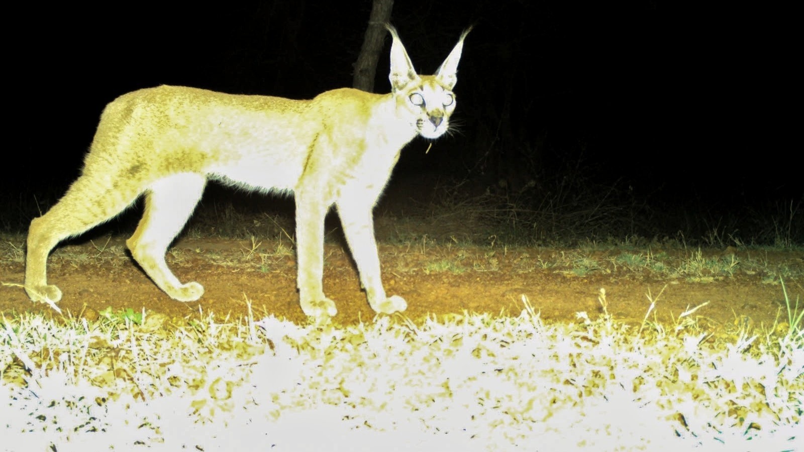 One of India’s rarest wild cats spotted in Kuno: Why it matters | Pets ...