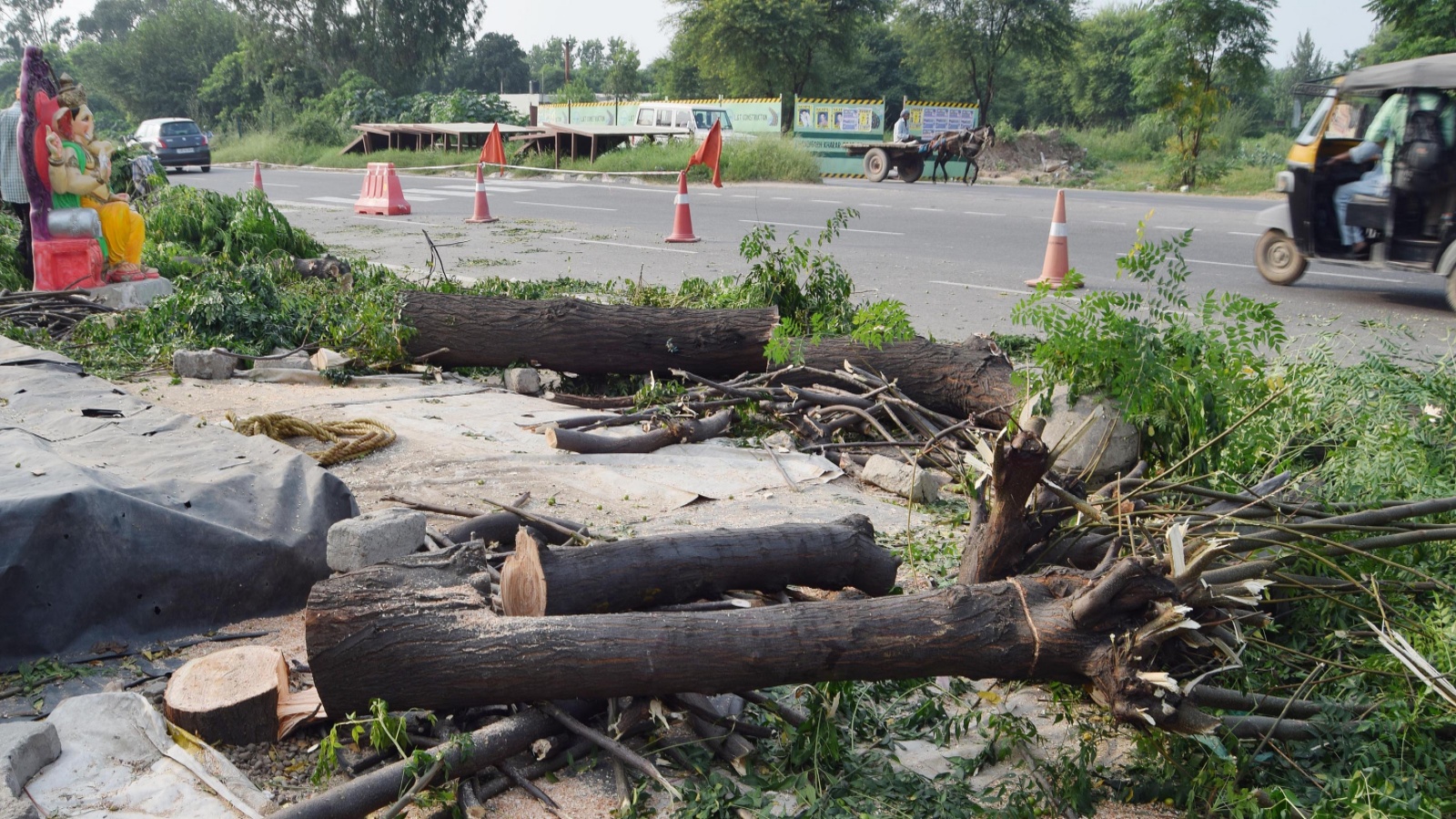 Delhi cracks down on illegal tree cutting: New SOP mandates video ...