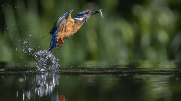 Vibrant kingfisher species around the world | Lifestyle Gallery News ...
