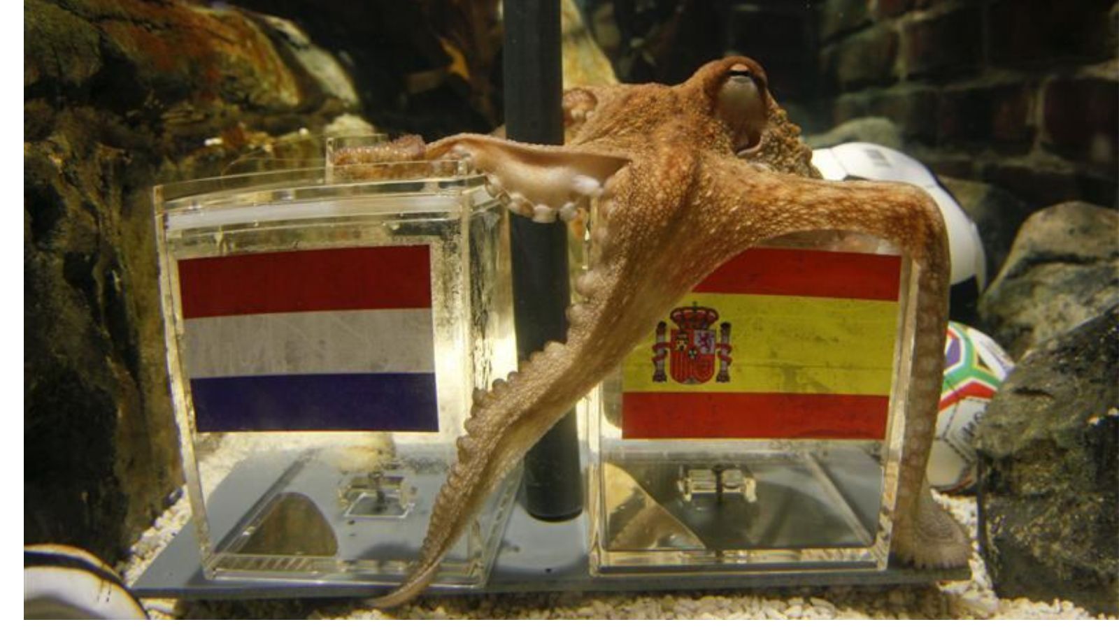 How AI replaced Paul the octopus for Fifa World Cup picks
