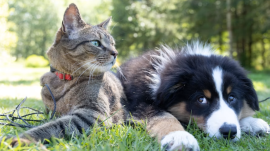 Latest News On Pets And Animals Get Pets And Animals News Updates Latest News On Pets And Animals Get Pets And Animals News Updates