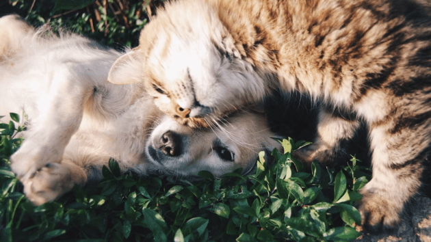 The strangest pets in history | Lifestyle Gallery News - The Indian Express