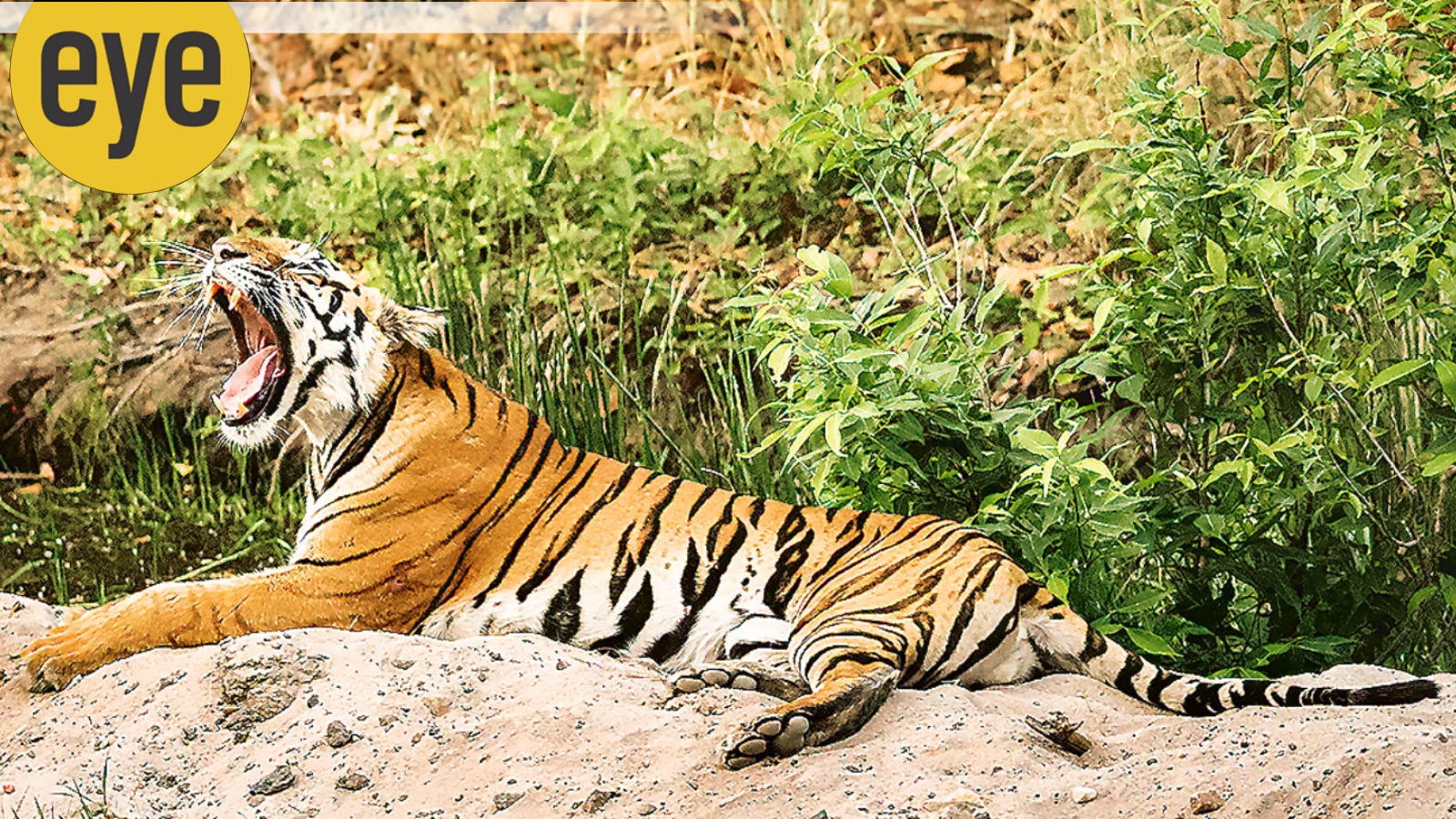 Big Cat Alliance Summit: Tigers, Lions and Leopards roar over forests ...