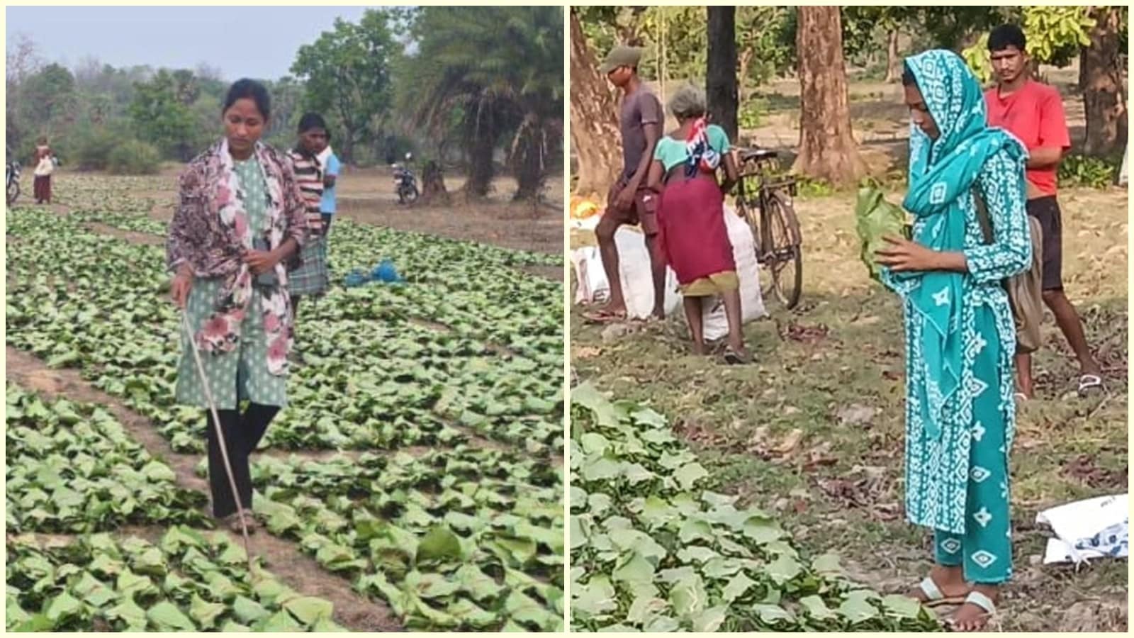 A corruption scandal and an opportunity: How 2 tribal women stepped ...